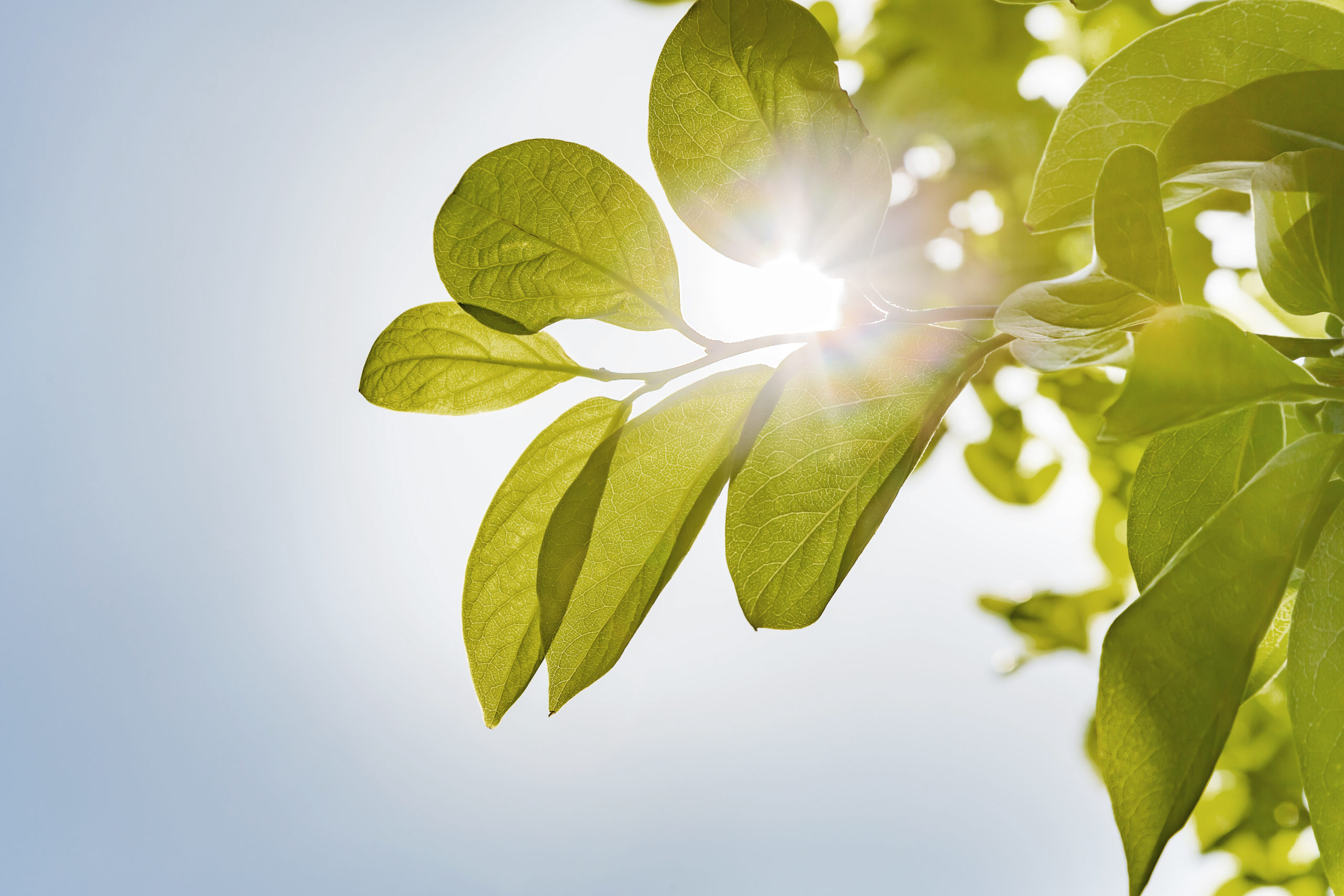 Shark Solutions - The global leader in advanced sustainable PVB products